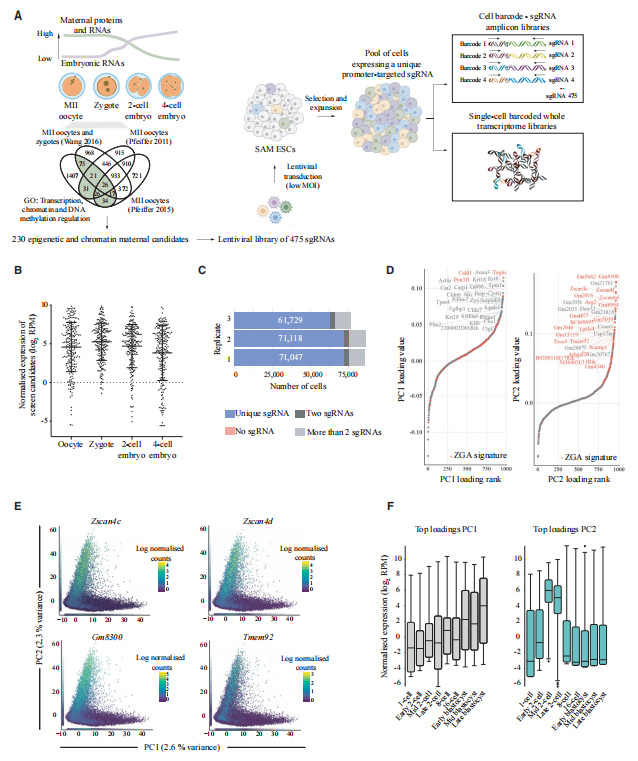 CRISPR Library Construction | VectorBuilder